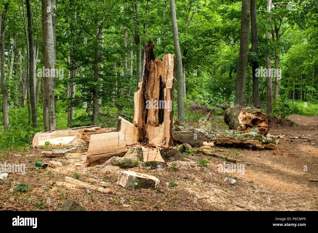 Broken and rotten big tree in the woods as natural background Stock ...