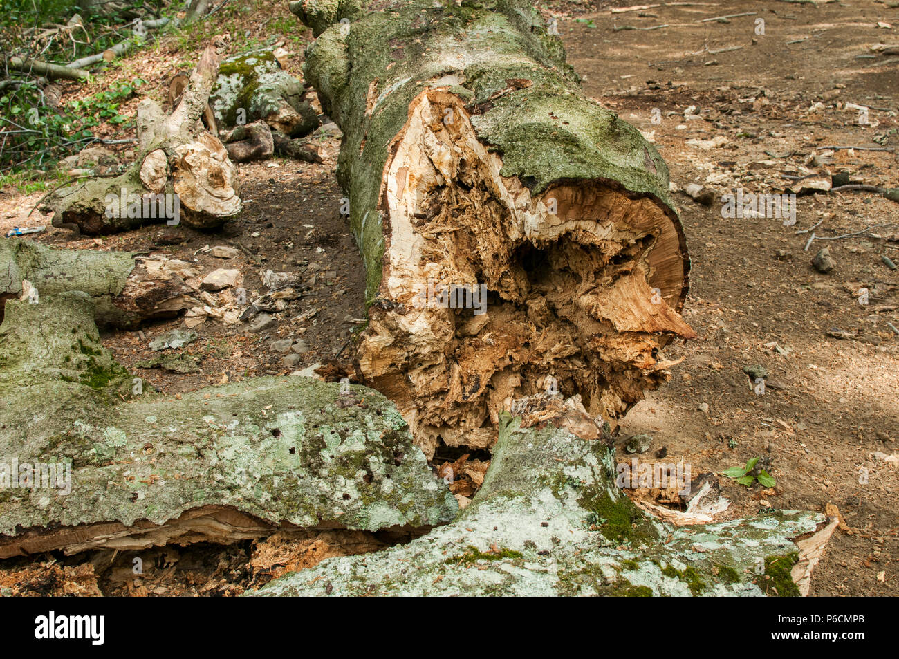 Big old log lying down hi-res stock photography and images - Alamy