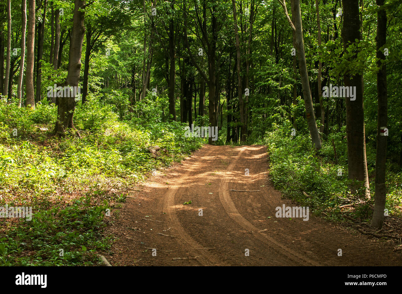 Deep woods in summer hi-res stock photography and images - Alamy