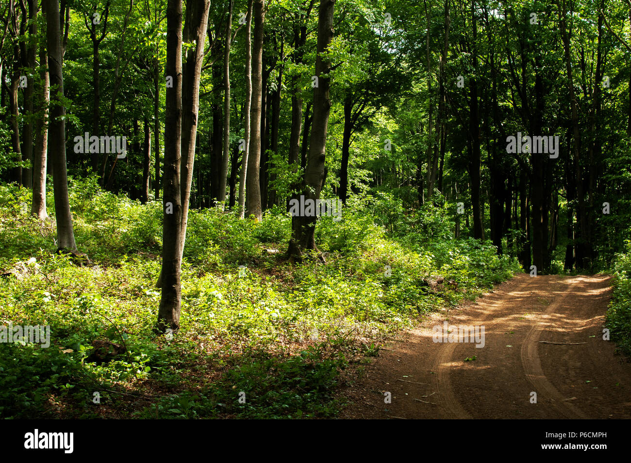 Deep green forest road through the woods landscape Stock Photo - Alamy