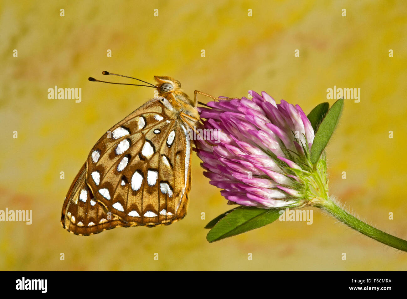 Portrait of a zerene fritillary butterfly, Speyeria zerene, on a ...