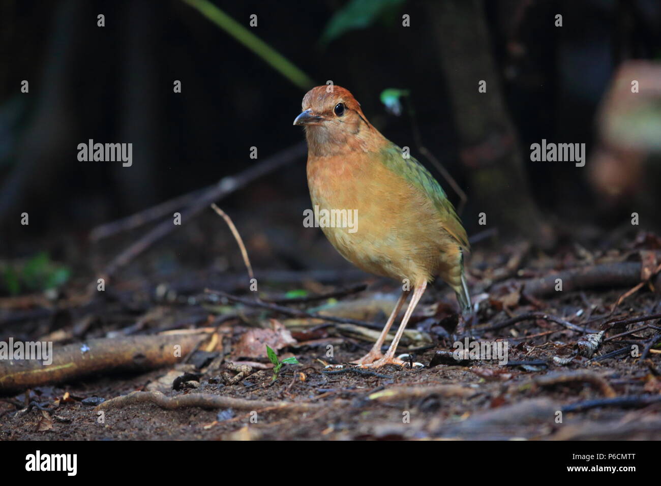 Rusty-naped pitta (Hydrornis oatesi bolovenensis) in Da lat, Vietnam ...