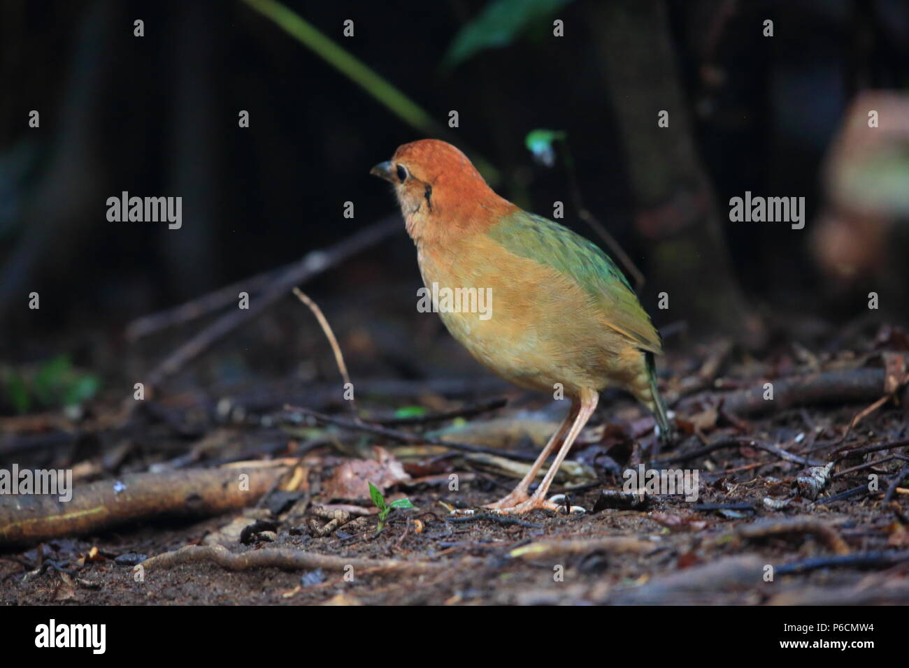 Rusty-naped pitta (Hydrornis oatesi bolovenensis) in Da lat, Vietnam ...