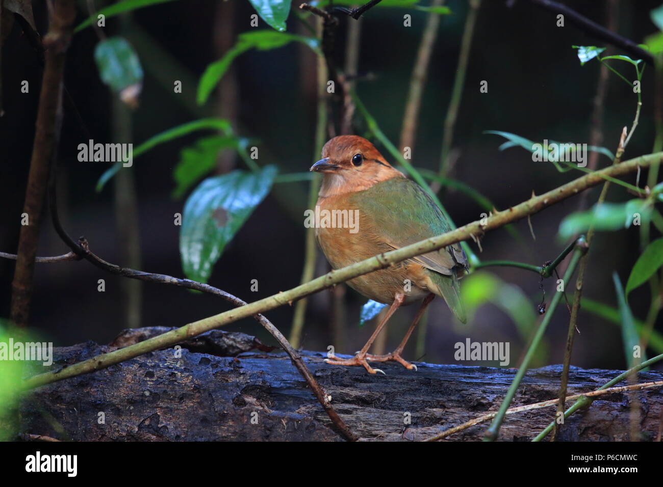 Rusty-naped pitta (Hydrornis oatesi bolovenensis) in Da lat, Vietnam ...