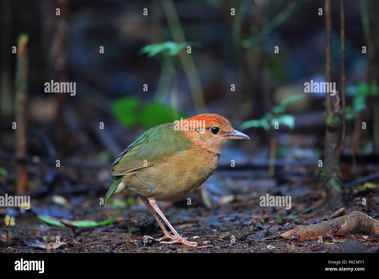 Rusty-naped pitta (Hydrornis oatesi bolovenensis) in Da lat, Vietnam ...