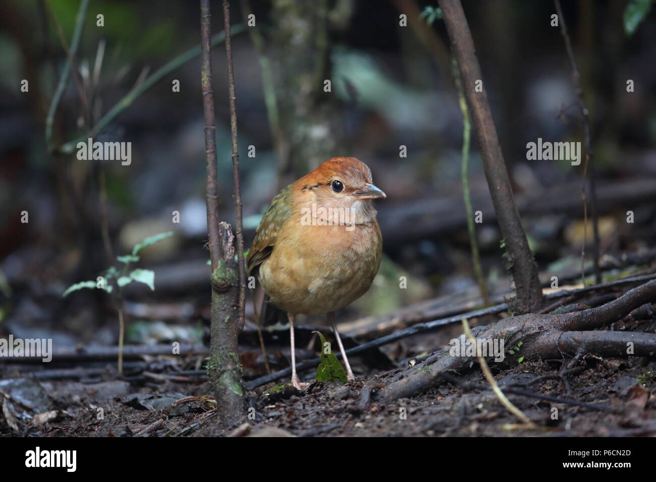 Rusty-naped pitta (Hydrornis oatesi bolovenensis) in Da lat, Vietnam ...