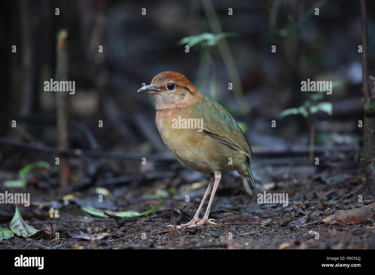 Rusty-naped pitta (Hydrornis oatesi bolovenensis) in Da lat, Vietnam ...