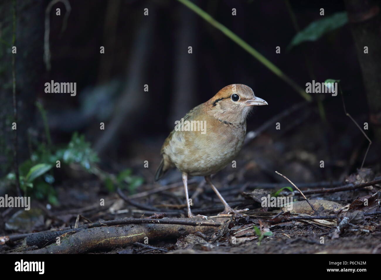 Rusty-naped pitta (Hydrornis oatesi bolovenensis) in Da lat, Vietnam ...
