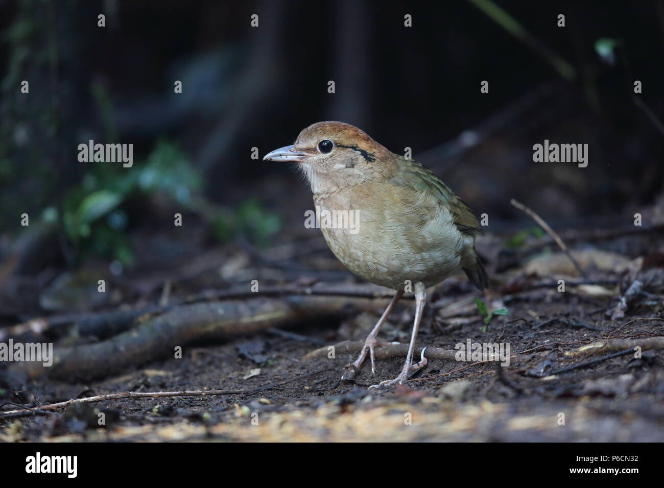 Rusty-naped pitta (Hydrornis oatesi bolovenensis) in Da lat, Vietnam ...