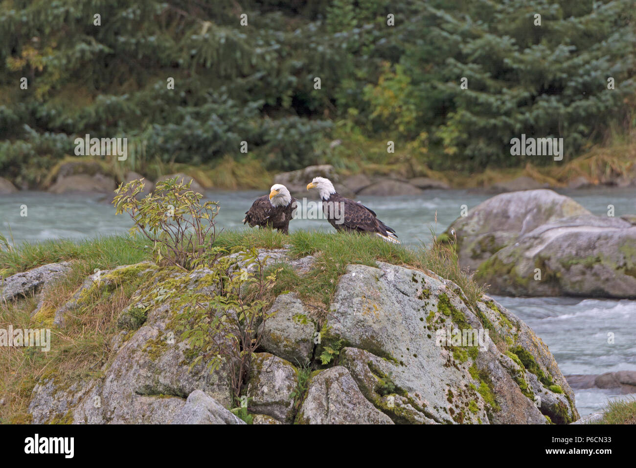 A pair of Bald Eagles on a Rock in the Chilkoot River in Alaska Stock ...