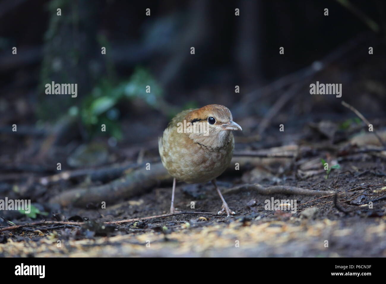 Rusty-naped pitta (Hydrornis oatesi bolovenensis) in Da lat, Vietnam ...