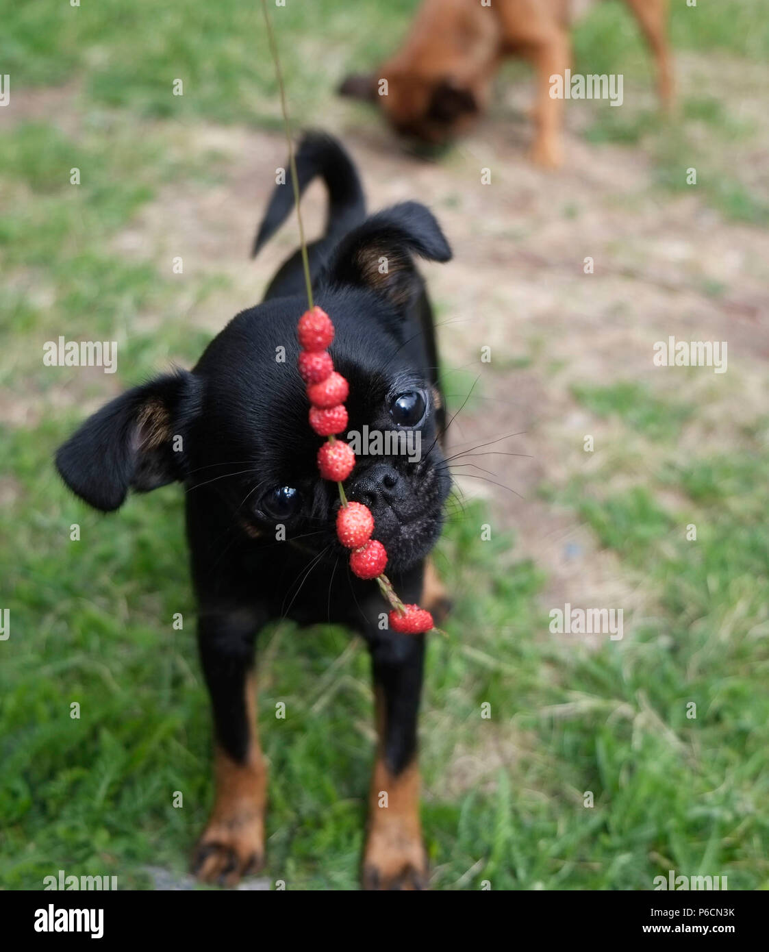 A taste for life Stock Photo - Alamy