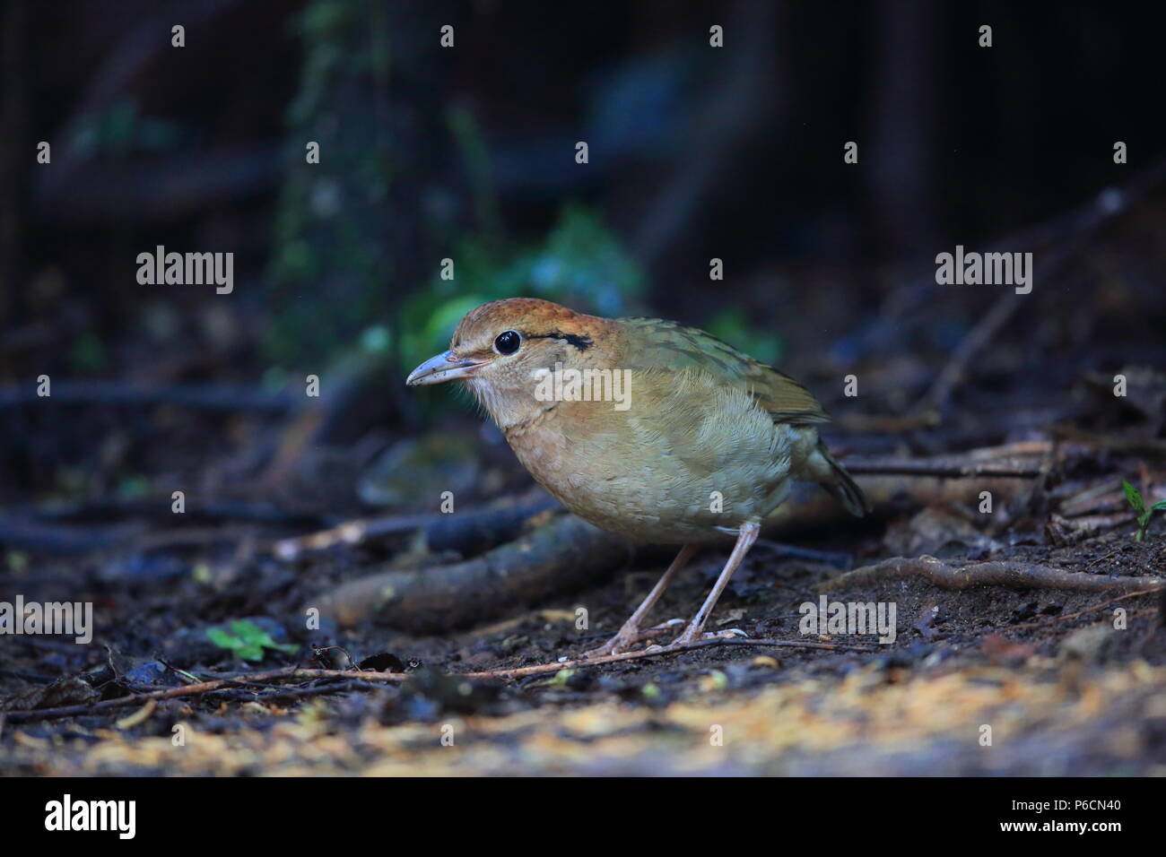 Rusty-naped pitta (Hydrornis oatesi bolovenensis) in Da lat, Vietnam ...