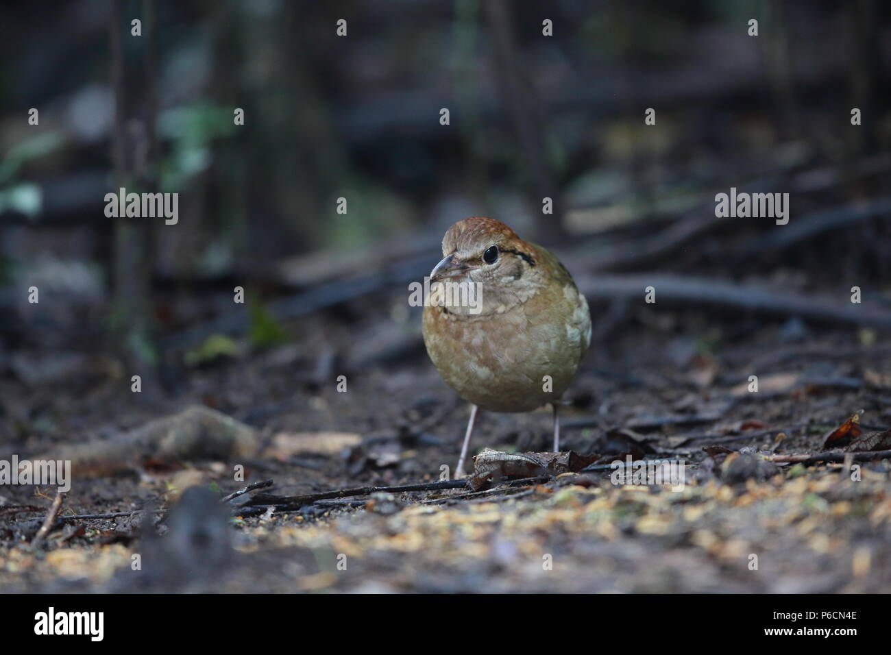 Rusty-naped pitta (Hydrornis oatesi bolovenensis) in Da lat, Vietnam ...