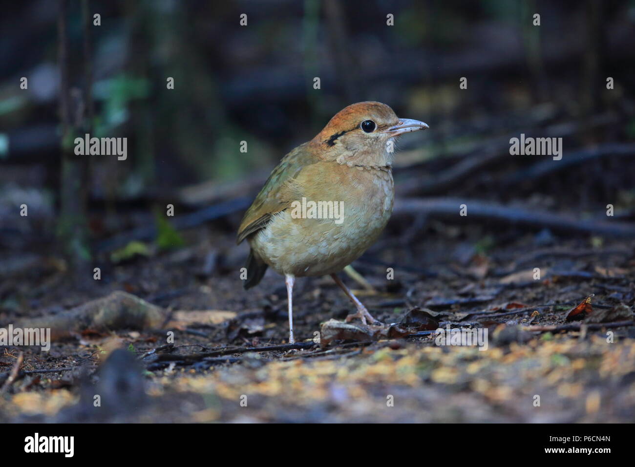 Rusty-naped pitta (Hydrornis oatesi bolovenensis) in Da lat, Vietnam ...