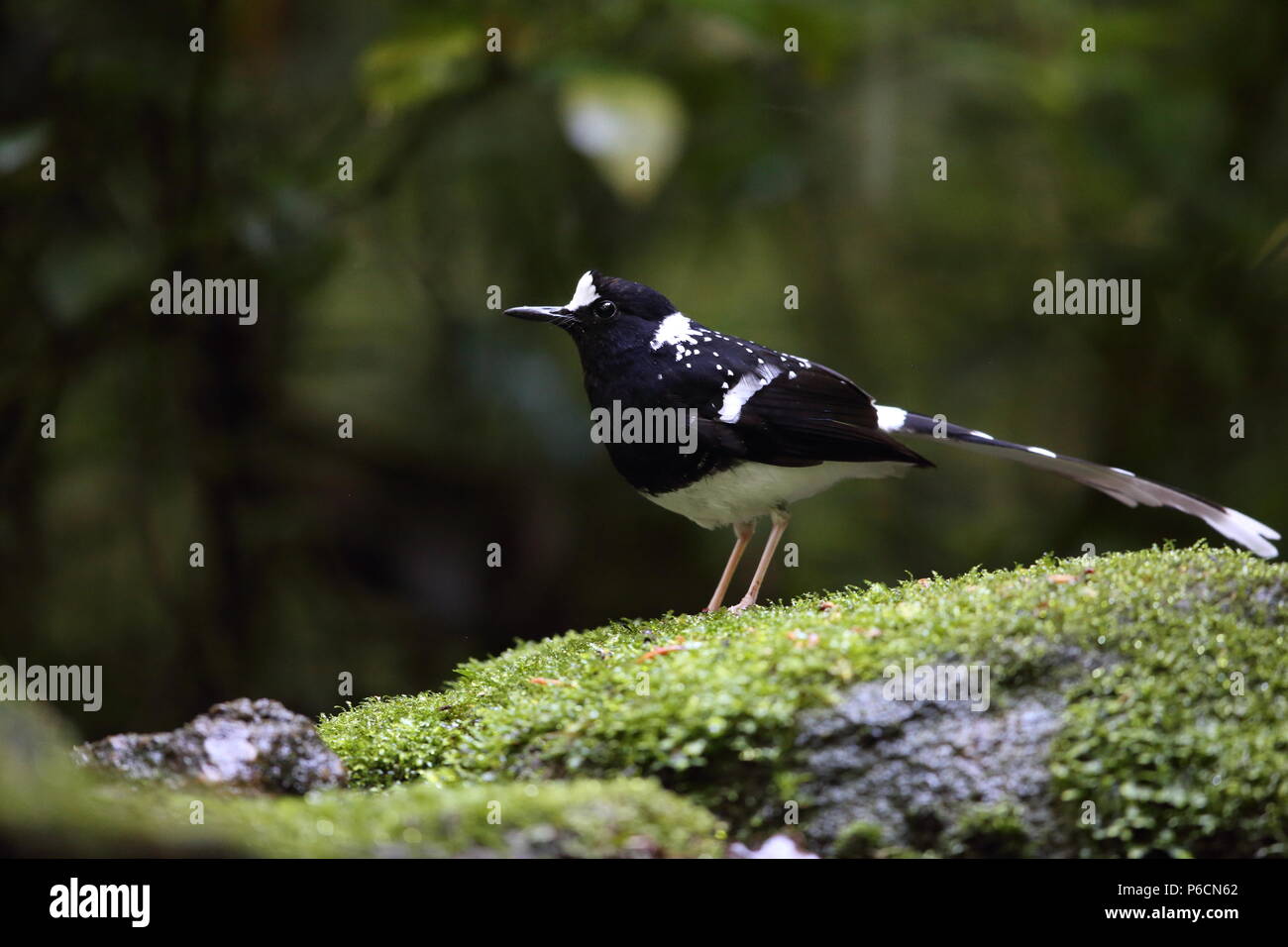 Spotted forktail (Enicurus maculatus) in Dalat, Vietnam Stock Photo - Alamy