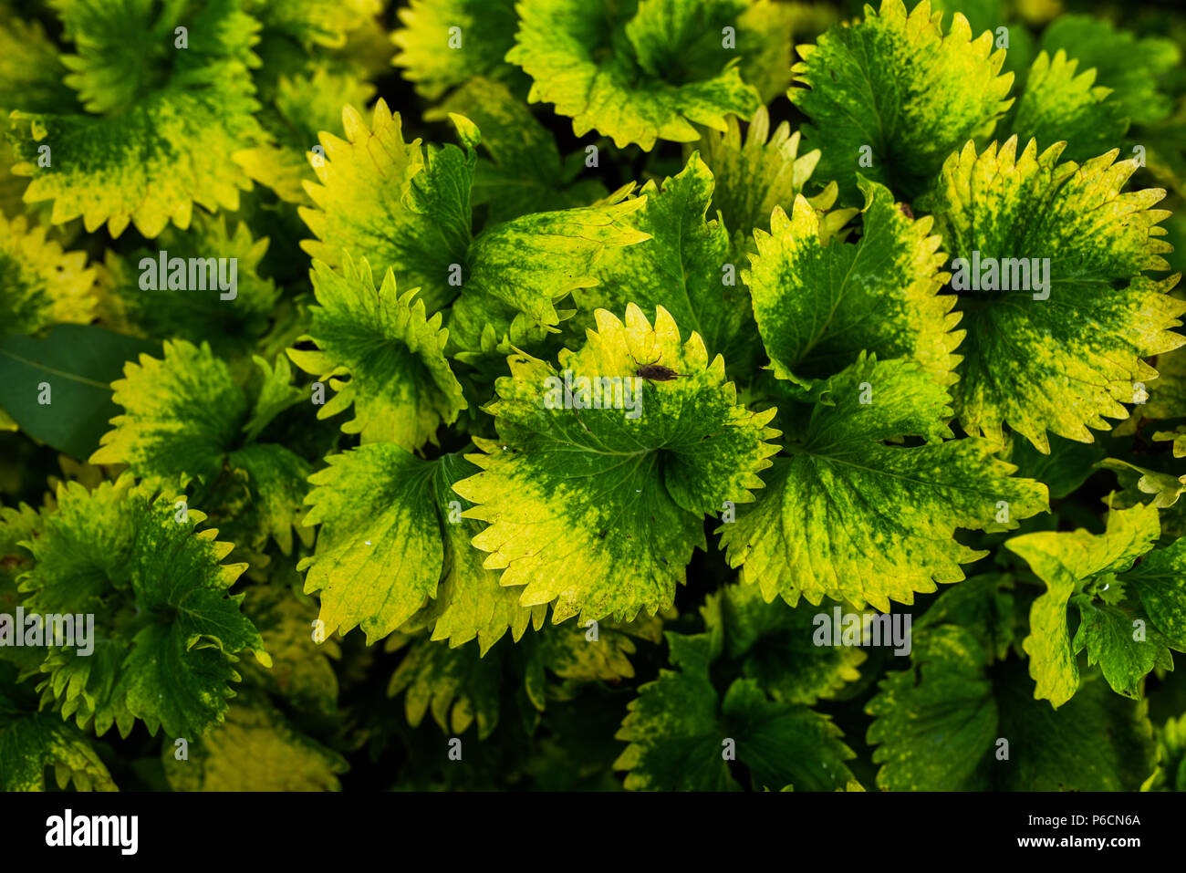 small leaf or small plant texture and background Stock Photo - Alamy