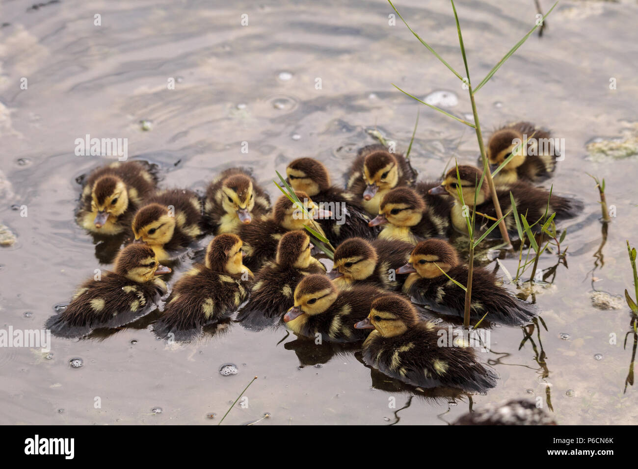 Large flock of Baby Muscovy ducklings Cairina moschata crowd together ...