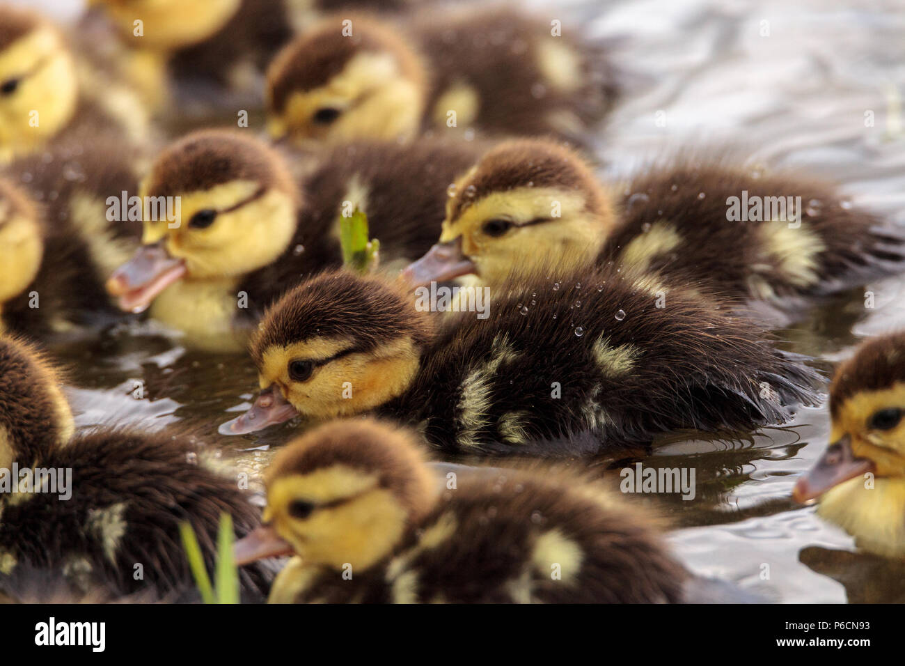 Large flock of Baby Muscovy ducklings Cairina moschata crowd together ...