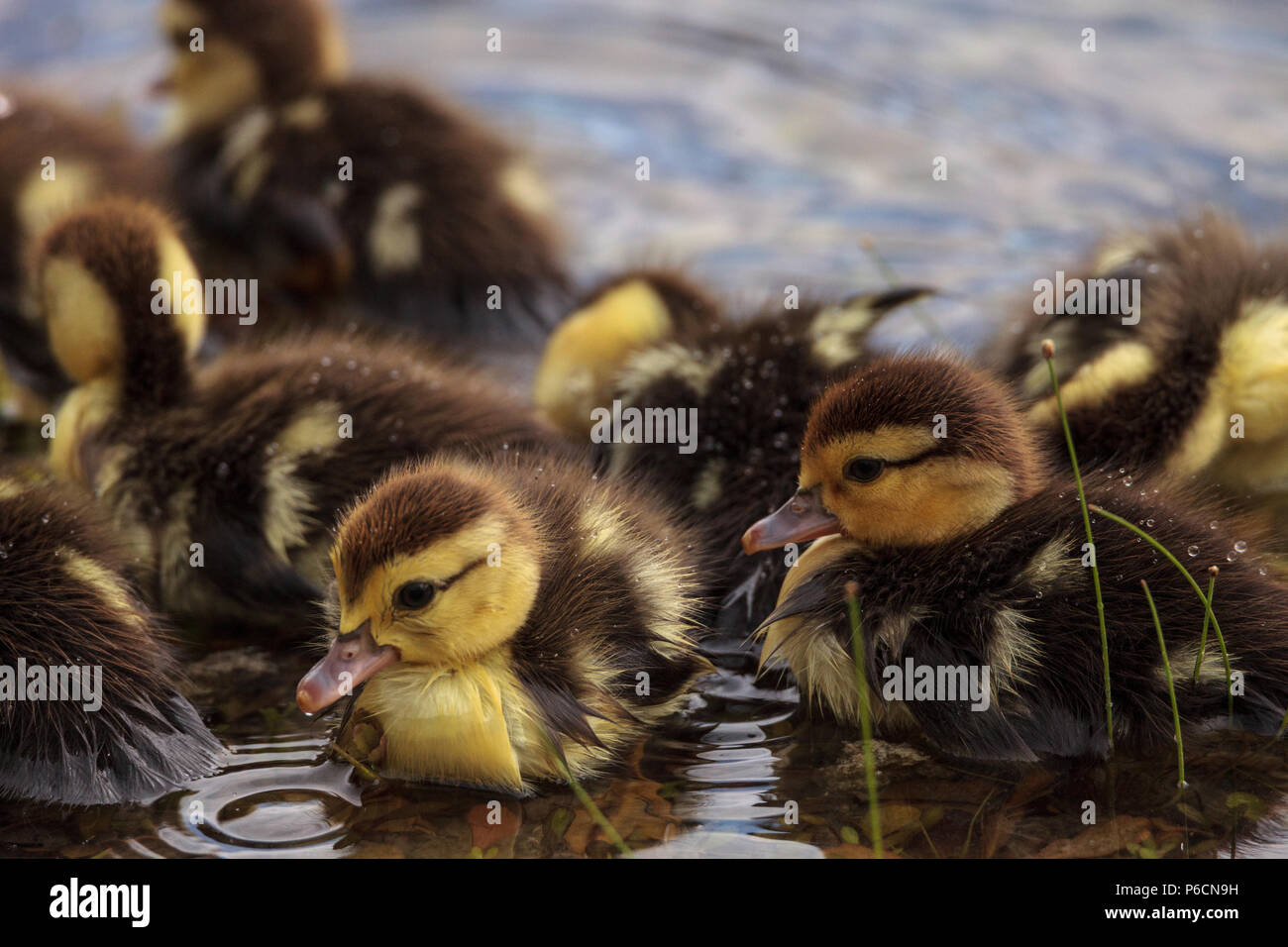 Large flock of Baby Muscovy ducklings Cairina moschata crowd together ...