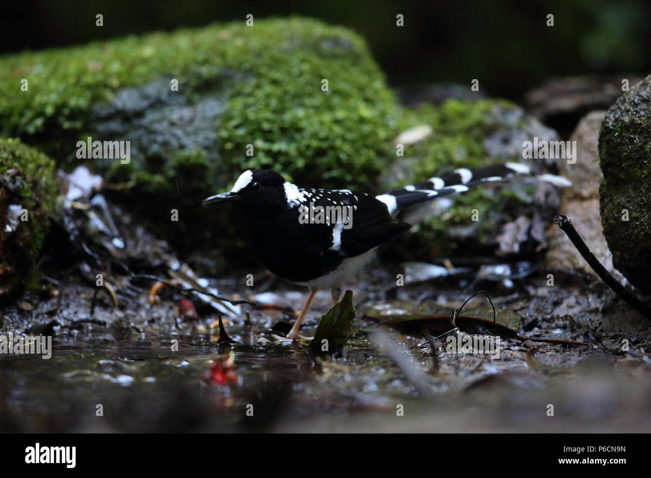 Spotted forktail (Enicurus maculatus) in Dalat, Vietnam Stock Photo - Alamy