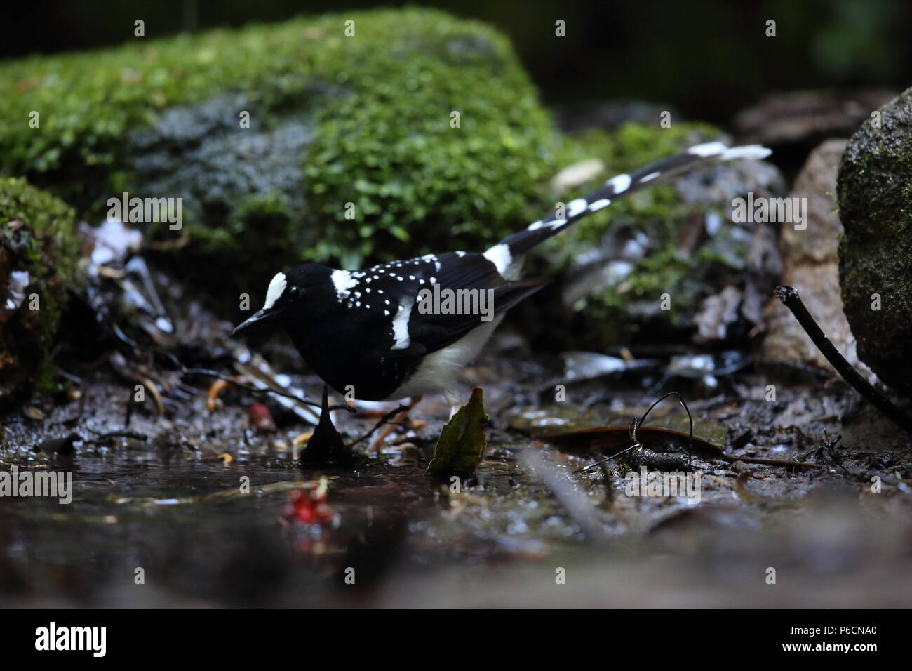Spotted forktail (Enicurus maculatus) in Dalat, Vietnam Stock Photo - Alamy