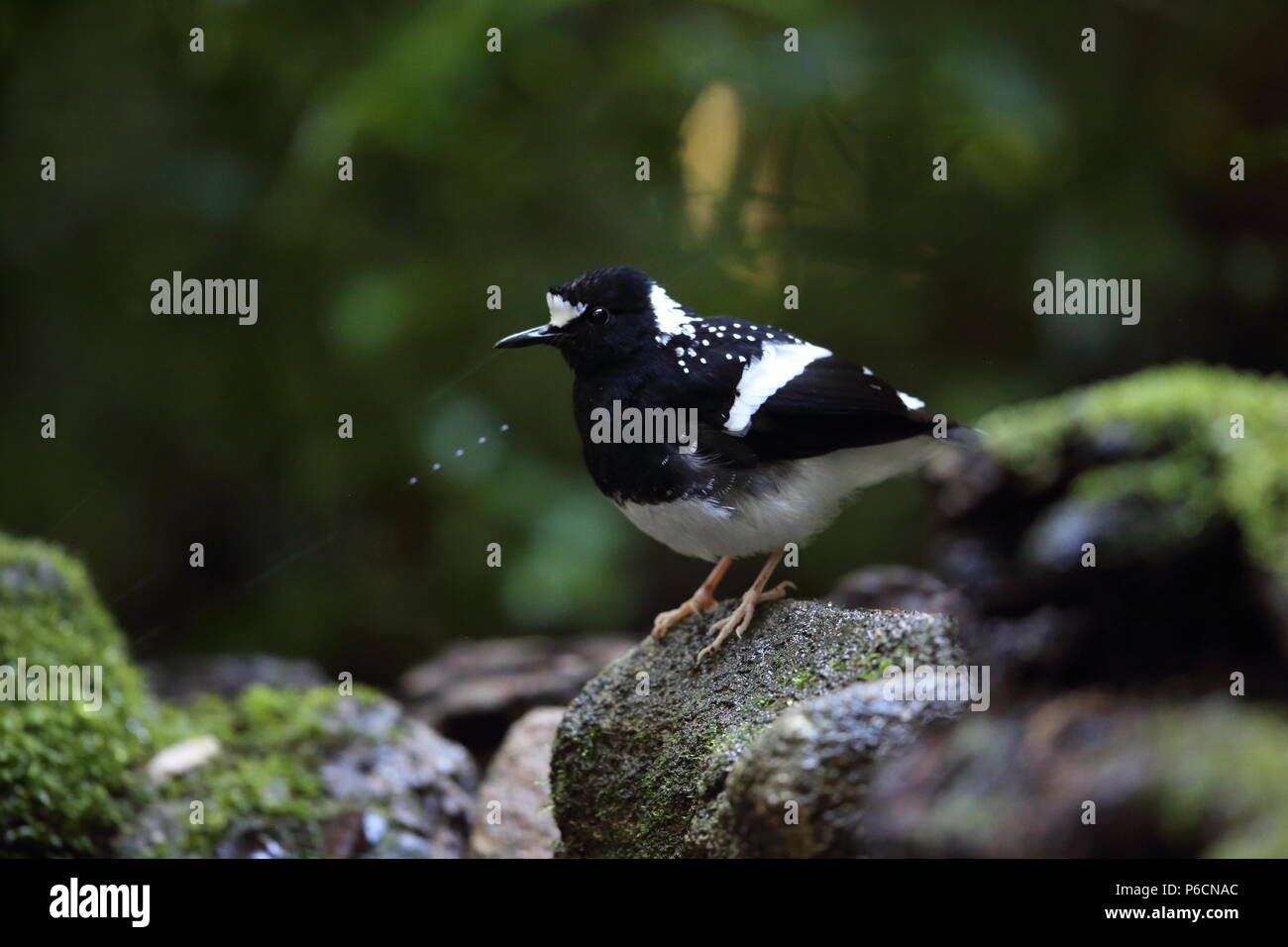 Spotted forktail (Enicurus maculatus) in Dalat, Vietnam Stock Photo - Alamy