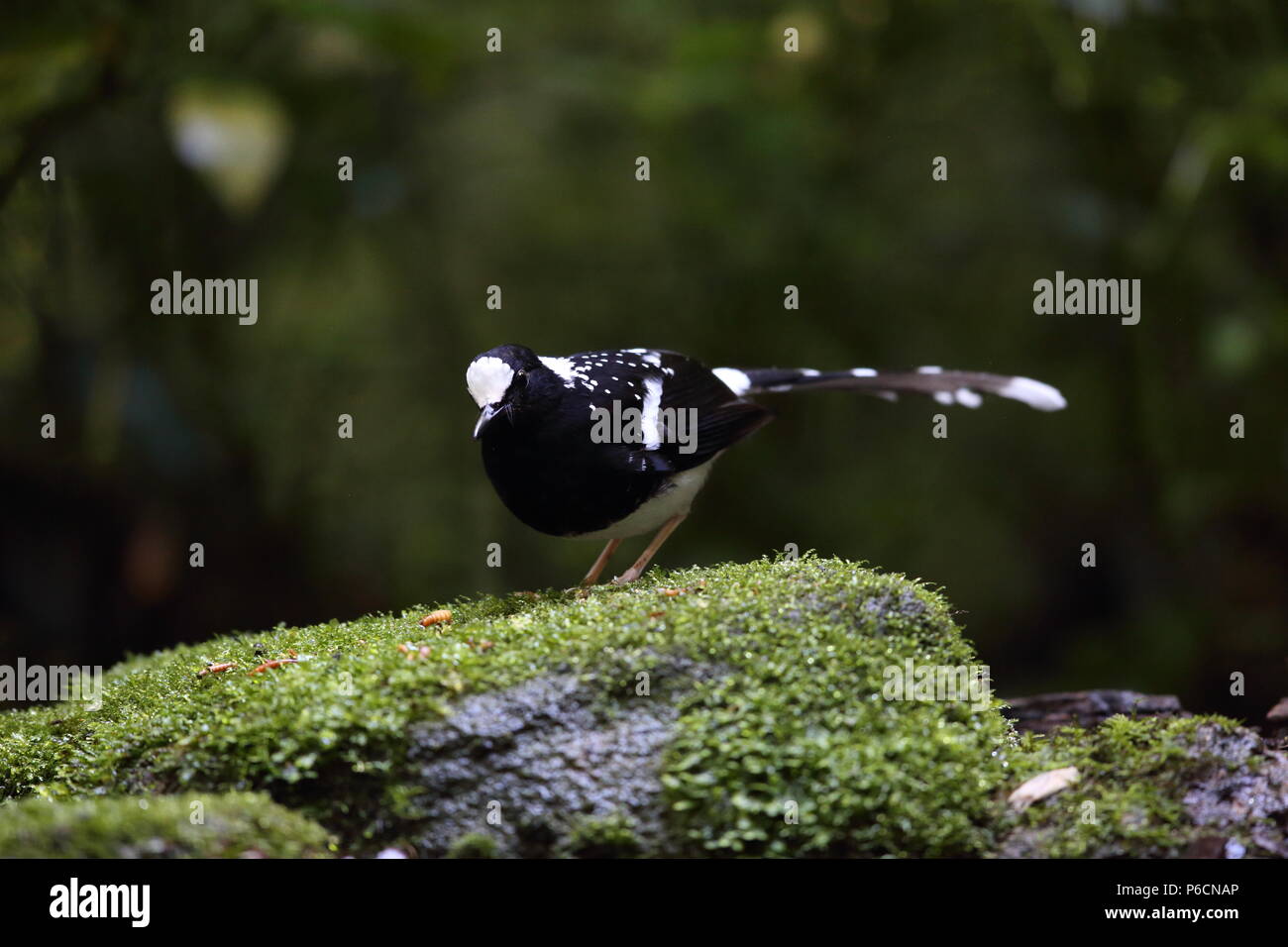 Spotted forktail (Enicurus maculatus) in Dalat, Vietnam Stock Photo - Alamy