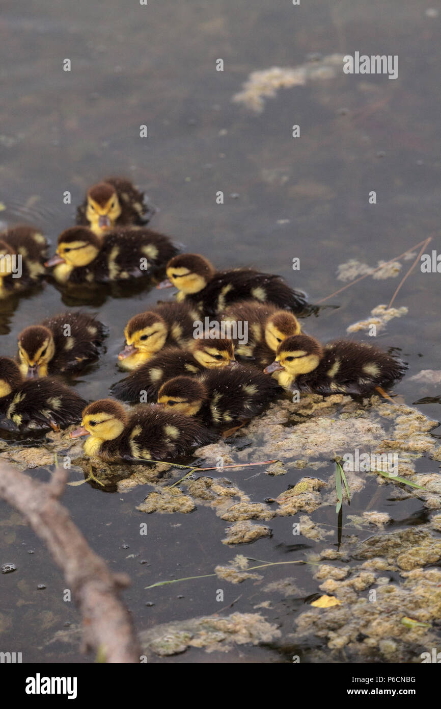 Large flock of Baby Muscovy ducklings Cairina moschata crowd together ...