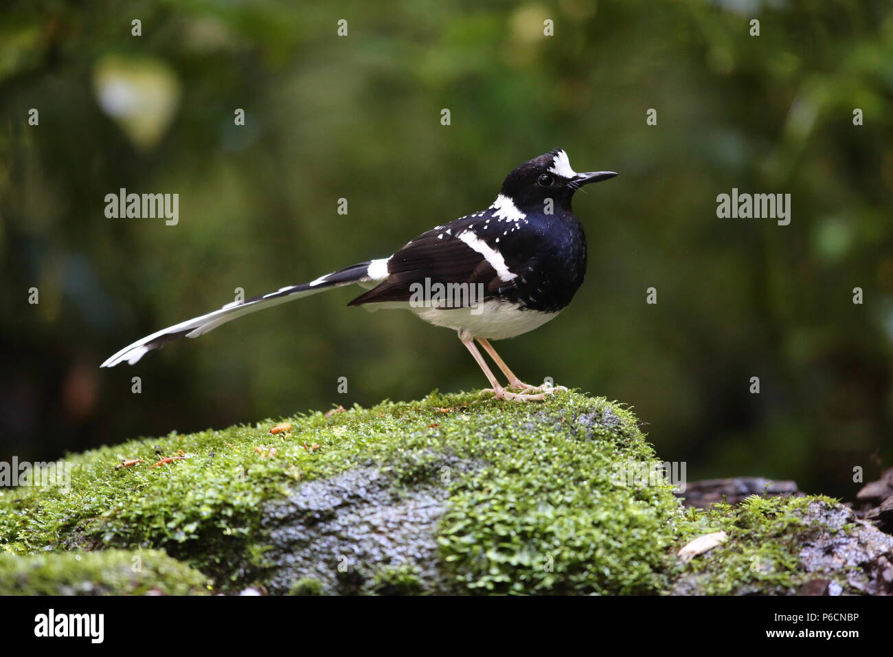 Spotted forktail (Enicurus maculatus) in Dalat, Vietnam Stock Photo - Alamy
