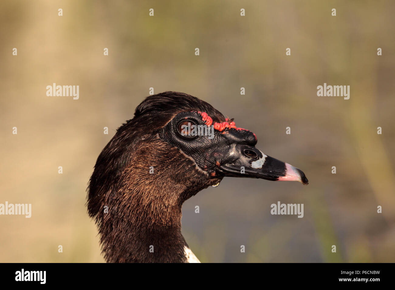 Male muscovy duck hi-res stock photography and images - Alamy