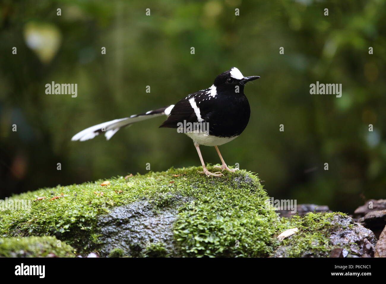 Spotted forktail (Enicurus maculatus) in Dalat, Vietnam Stock Photo - Alamy