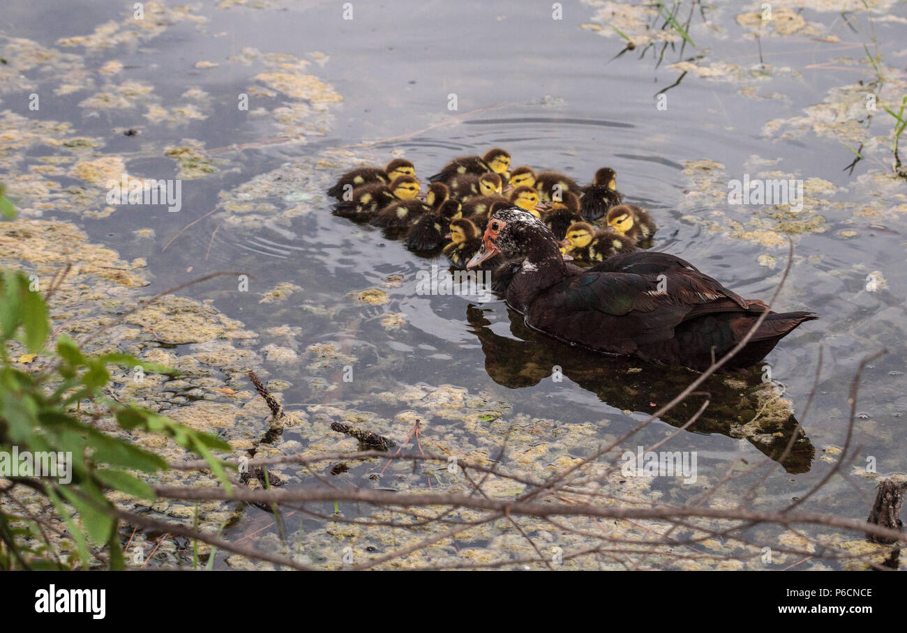 Mother and Baby Muscovy ducklings Cairina moschata flock together in a ...