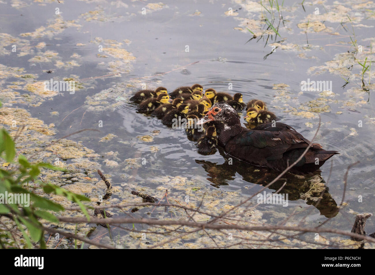 Mother and Baby Muscovy ducklings Cairina moschata flock together in a ...