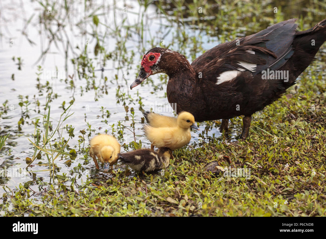 Mother and Baby Muscovy ducklings Cairina moschata flock together in a ...