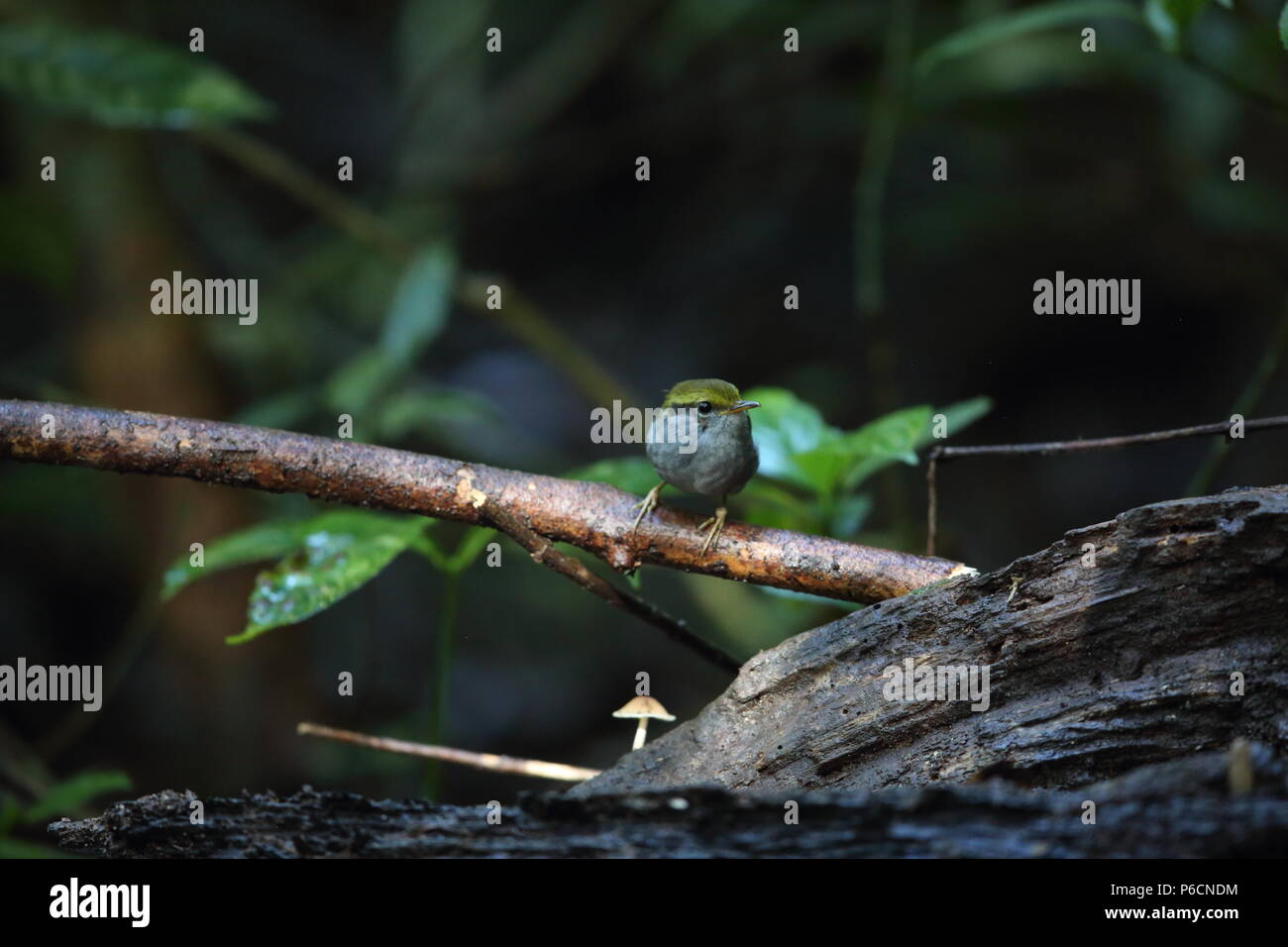 Grey bellied tesia hi-res stock photography and images - Alamy