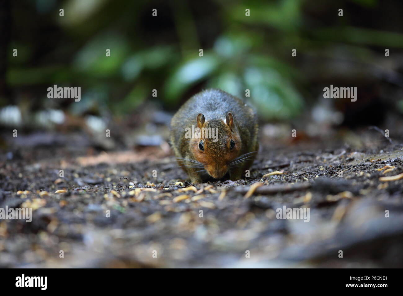 Asian red-cheeked Squirrel (Dremomys rufigenis) in Da lat, Vietnam ...