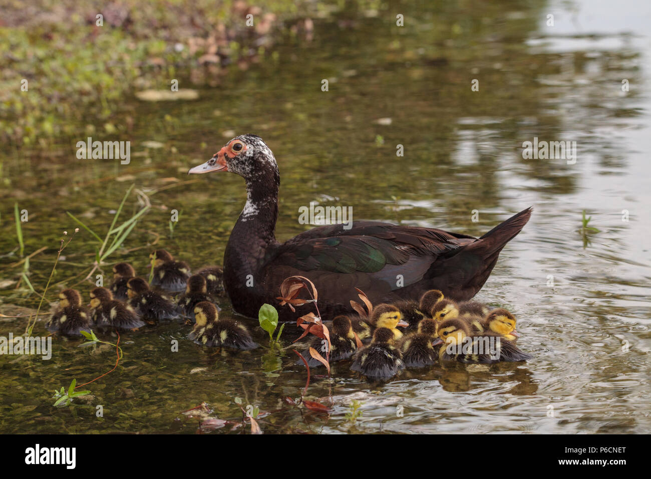 Mother and Baby Muscovy ducklings Cairina moschata flock together in a ...