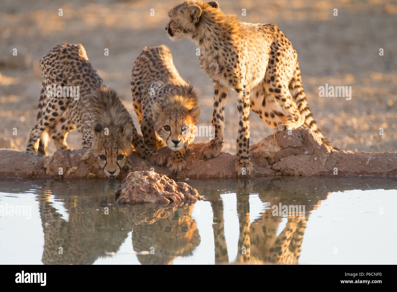 Baby Cheetah High Resolution Stock Photography and Images - Alamy