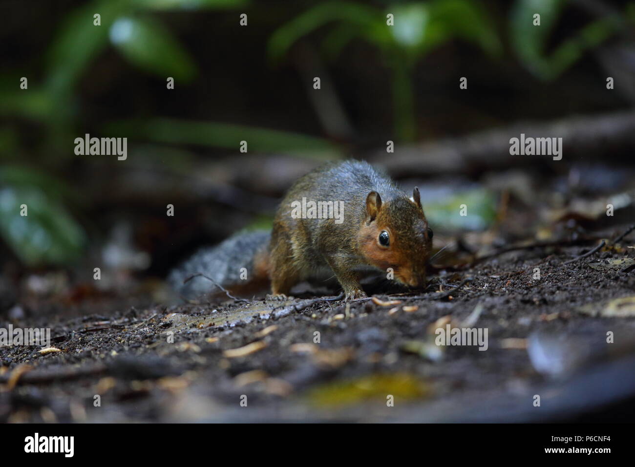 Asian red cheeked squirrel hi-res stock photography and images - Alamy