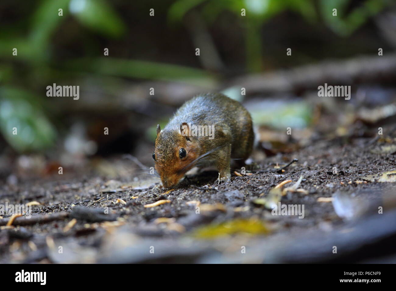 Asian red-cheeked Squirrel (Dremomys rufigenis) in Da lat, Vietnam ...