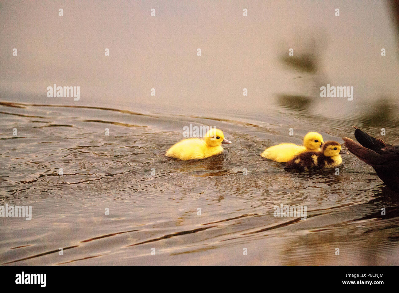Baby Muscovy ducklings Cairina moschata flock together in a pond in ...
