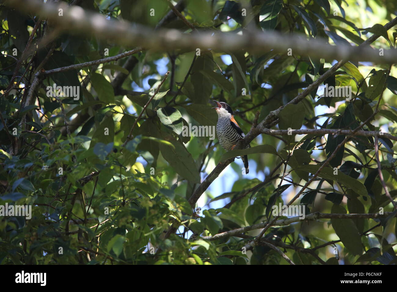 Vietnamese cutia (Cutia legalleni) in Da lat, Vietnam Stock Photo - Alamy