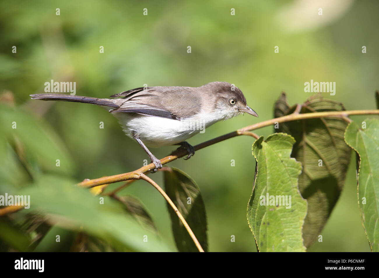 Blue-winged Minla (Siva cyanouroptera orientalis) in Da lat, Vietnam ...