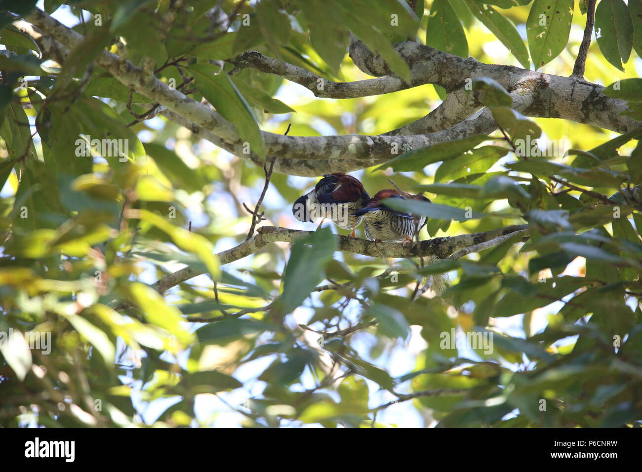Vietnamese cutia (Cutia legalleni) in Da lat, Vietnam Stock Photo - Alamy