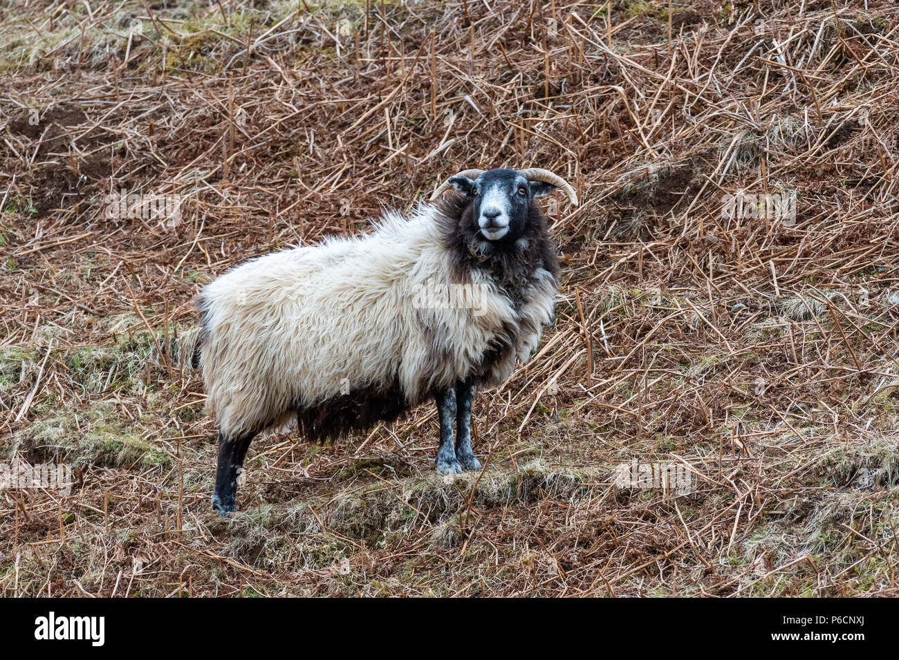 Scottish Blackface Sheep, Isle of Skye Scotland, United Kingdom Stock ...