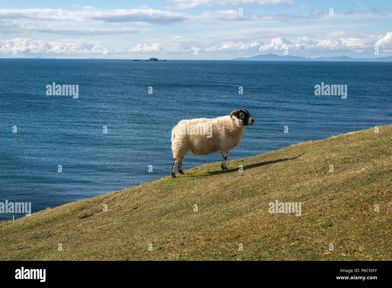 Scottish Blackface Sheep, Isle of Skye Scotland, United Kingdom Stock ...