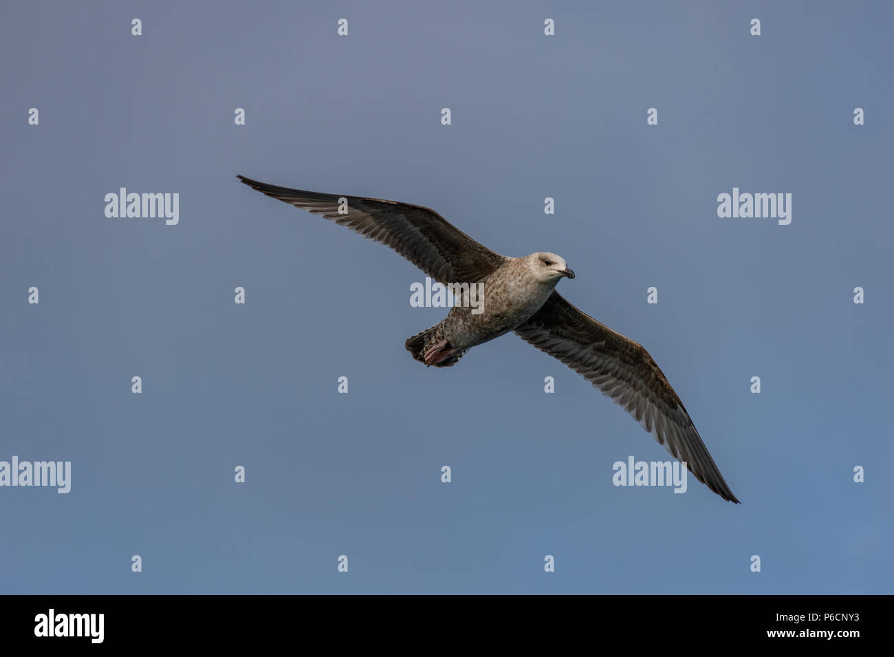 Great skua (Stercorarius skua), Isle of Skye Scotland, United Kingdom ...
