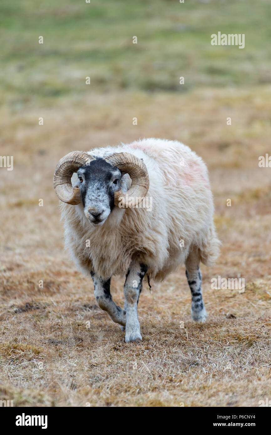 Scottish Blackface Sheep, Isle of Skye Scotland, United Kingdom Stock ...