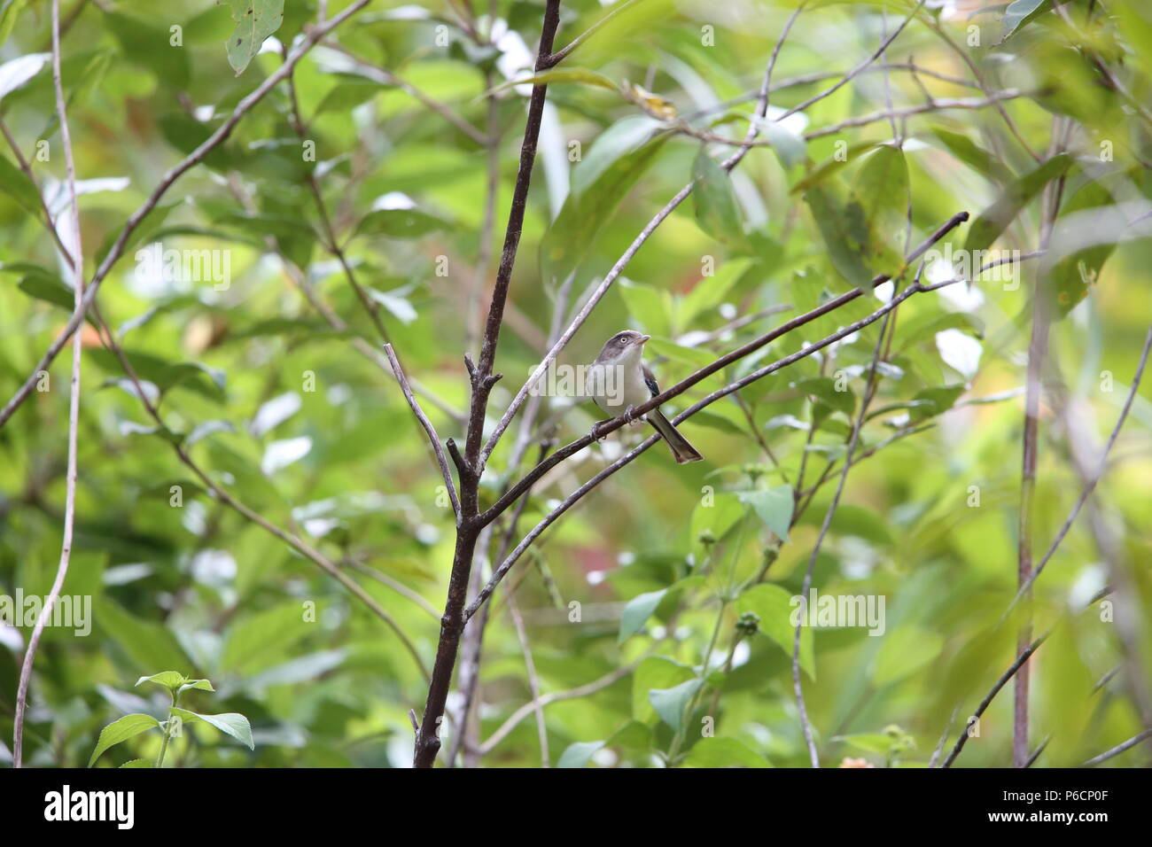 Blue-winged Minla (Siva cyanouroptera orientalis) in Da lat, Vietnam ...